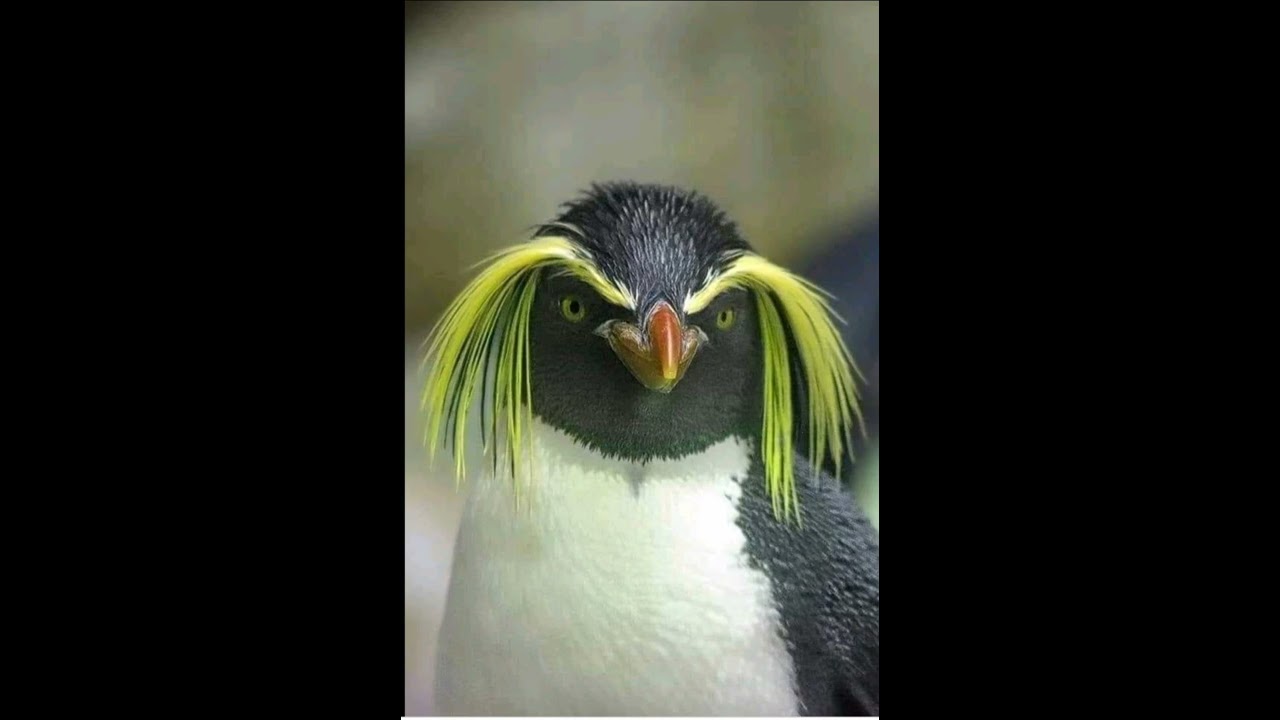 10 animali super buffi!! - YouTube