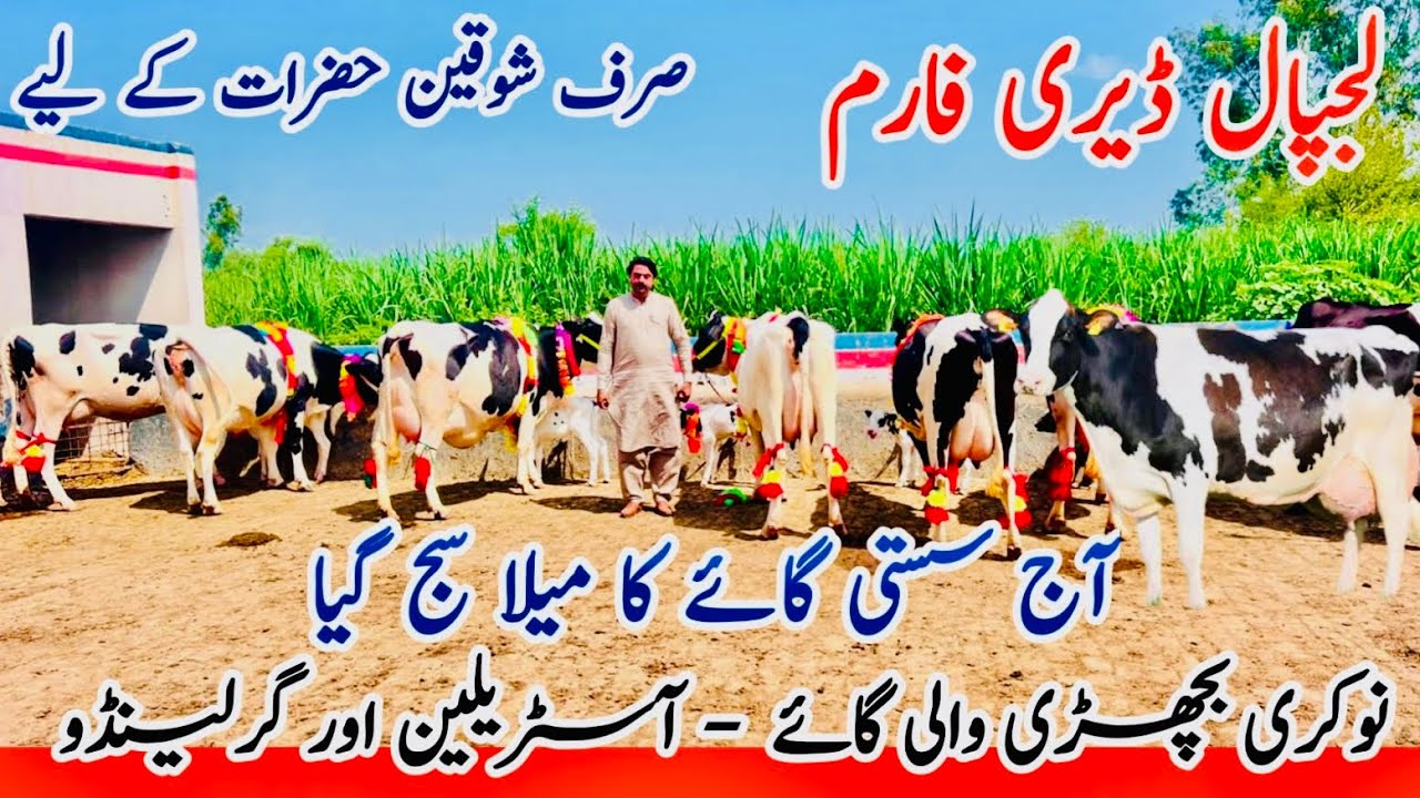 Lajpal Dairy Farm | 10 Australian Friesian cows | Top class Cows | Jani ...