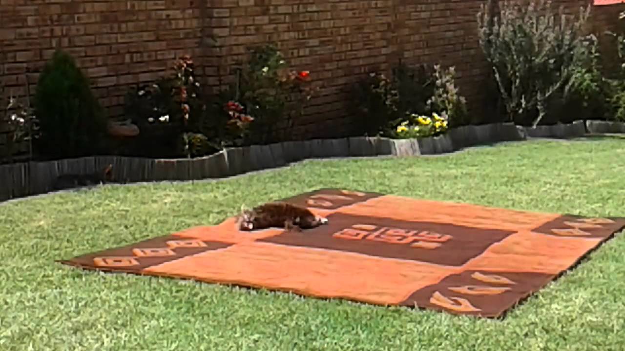 Rolley Polley - check mum how many Rolley Polley I can do. Cutest video ...