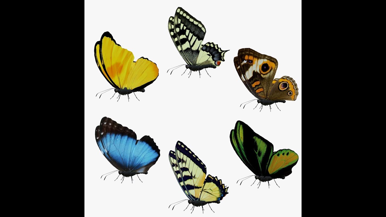 Preview Butterfly Collection Pack 7-12 - YouTube