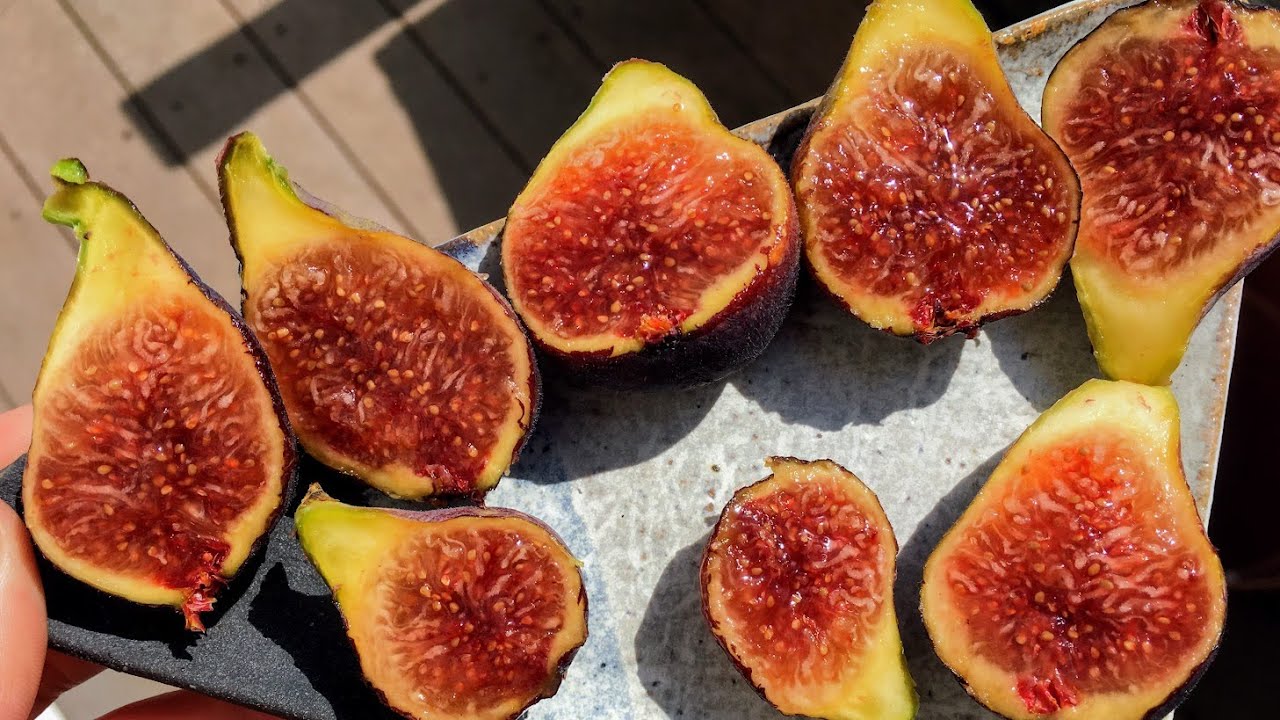 Azores Dark -- One of my Absolute Favorite Figs! - YouTube