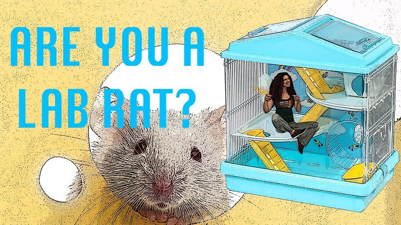 Are You a Lab Rat? - YouTube