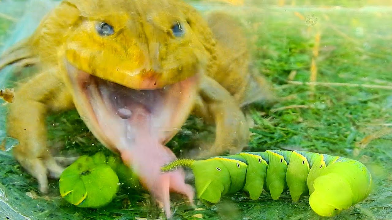 OMG ! My bullfrog got very big green Lava, What is see? live feeding ...