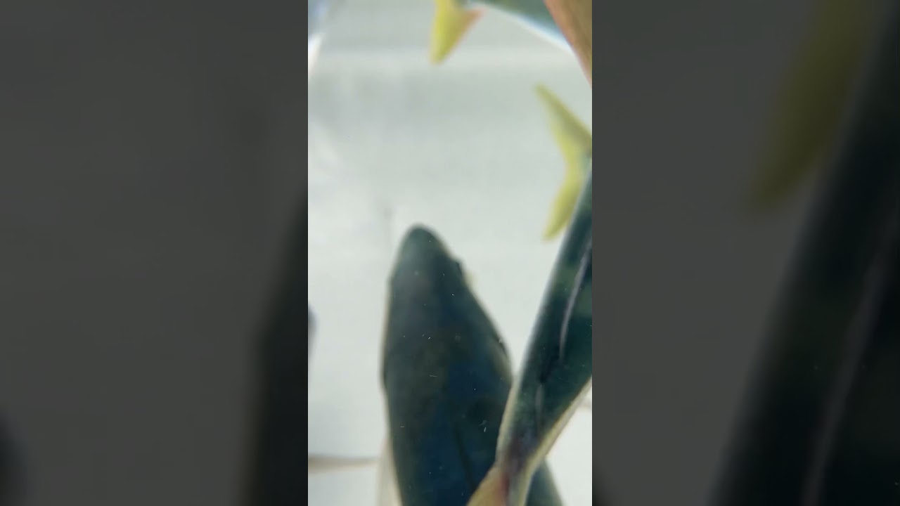 Live baiting opelu for yellowfin tuna “shibi”, Hawaii fishing 10-30-21 ...
