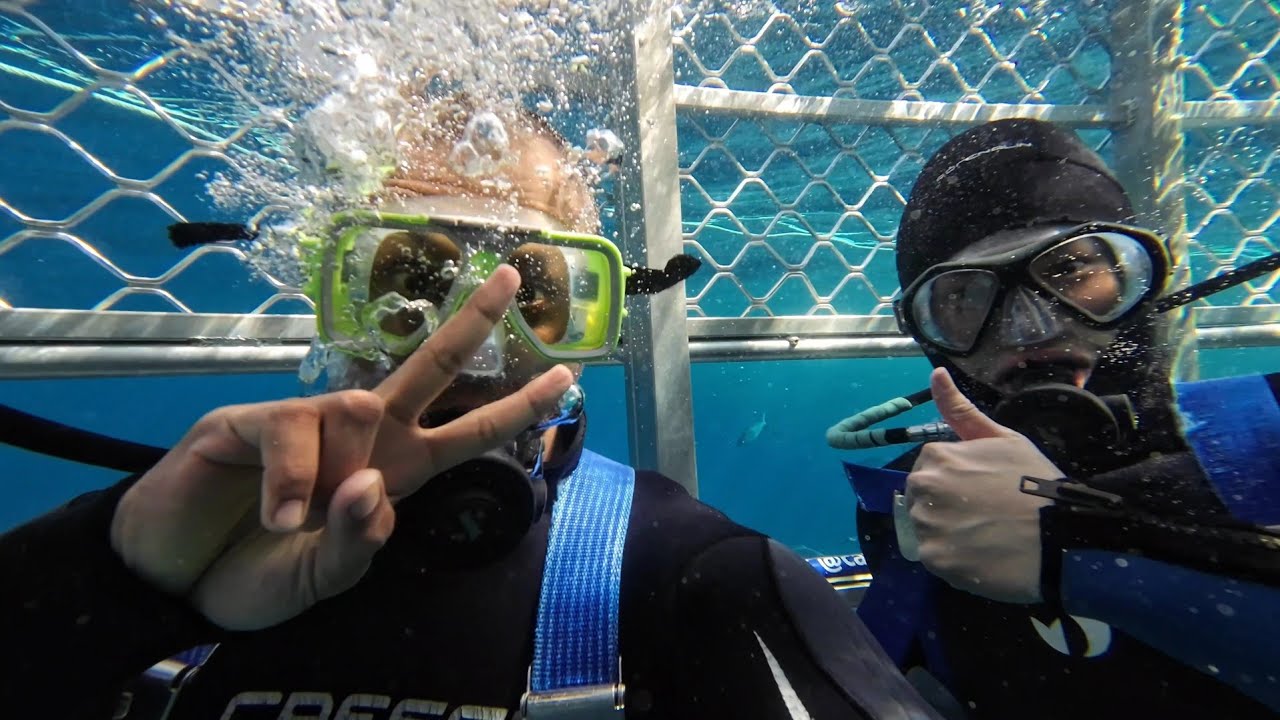 Port Lincoln Shark Diving Tour - YouTube
