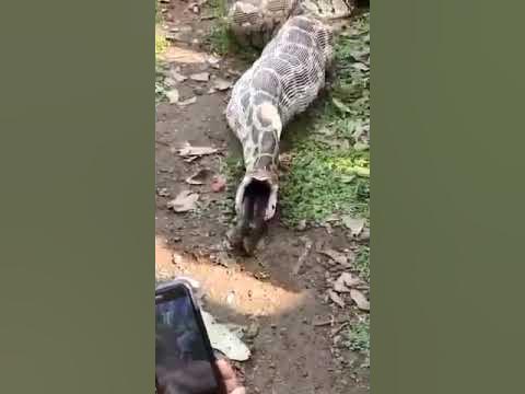 Python eating big animals | Python eats goat alive | - YouTube