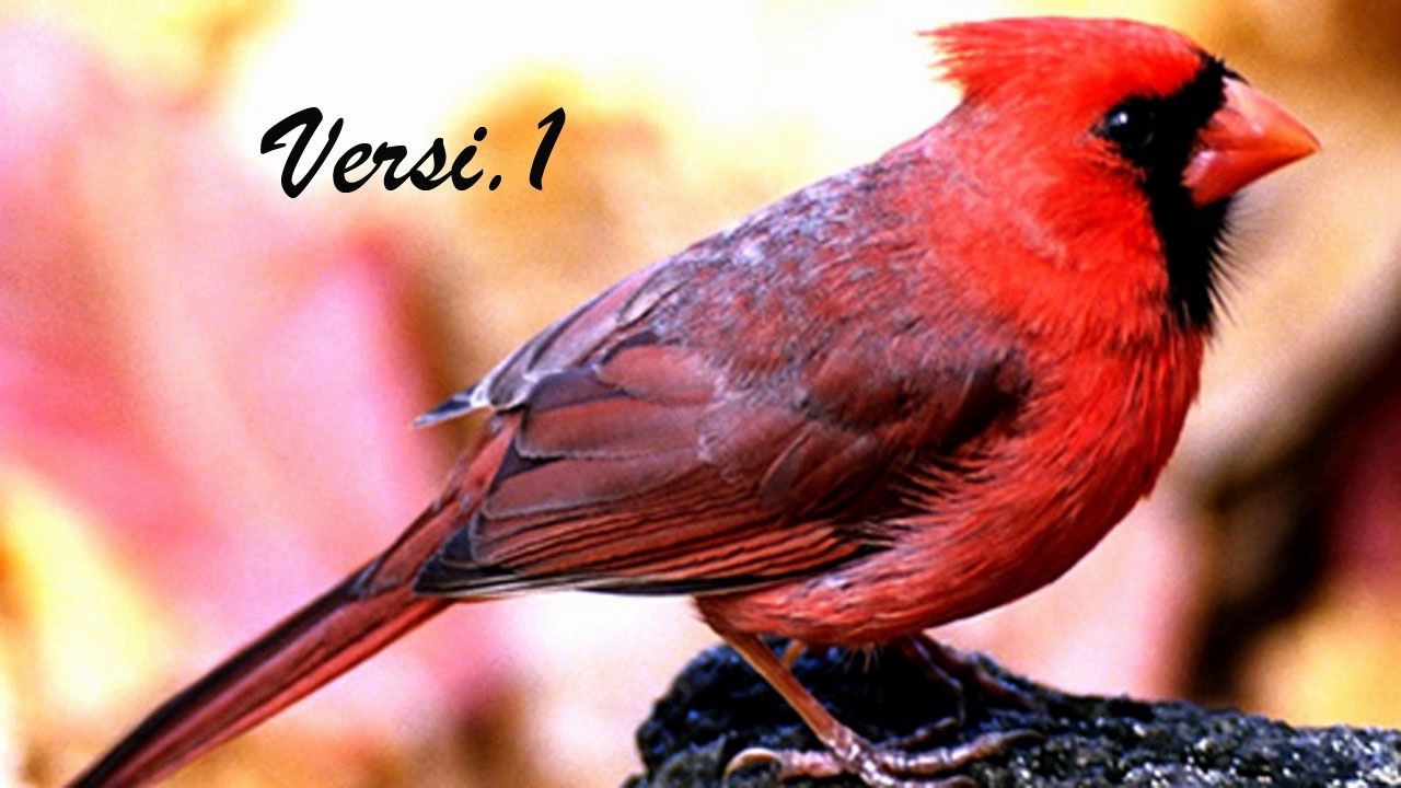Download Suara Masteran Burung Cardinal Versi 1 - YouTube