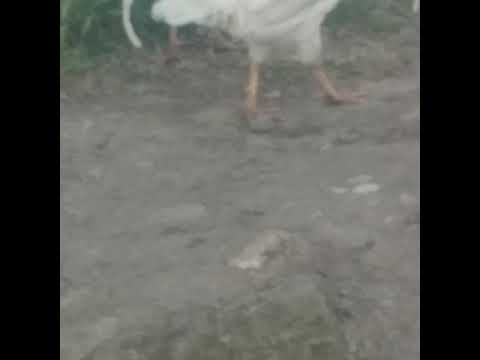 11 Aralık 2018