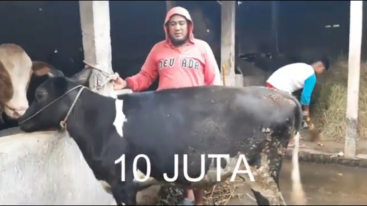 Ke Pasar Paing Jelok Cepogo bawa sapi perah PFH ( BIBITAN, DARA dan ...