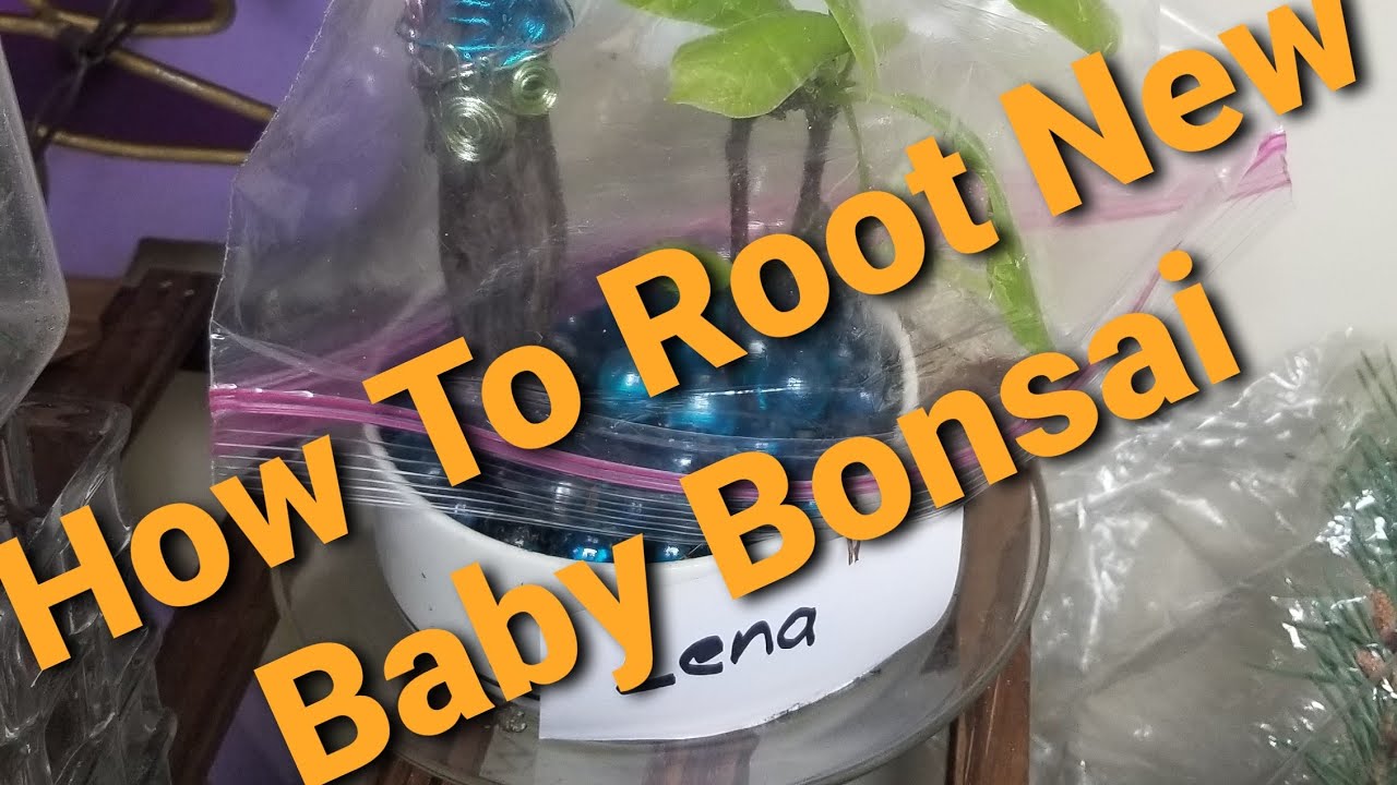 How To Root New Baby Bonsai - Growing Crazy With Jeanette - S2 E21 ...