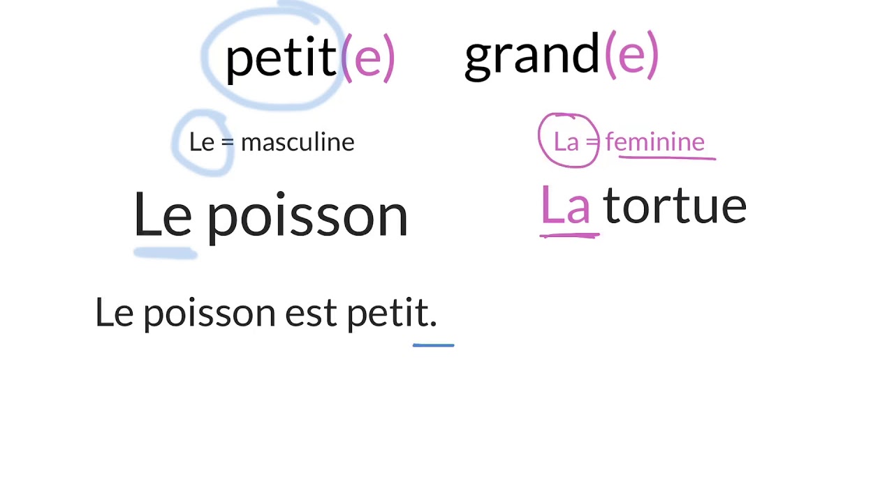 French Adjective Agreement with Animals - YouTube