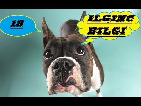 Köpeklerle ilgili 18 İlginç Bilgi