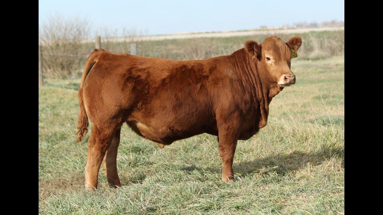 Lot 14 :: B-Bar Bold Ruler 65L :: UZX 65L - YouTube