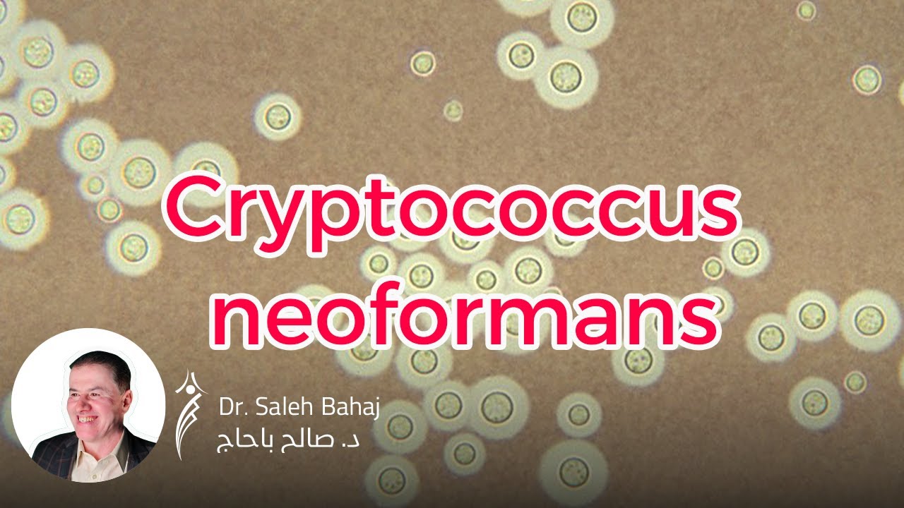 16. Cryptococcus neoformans - YouTube