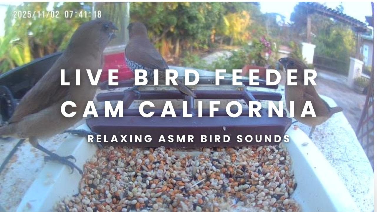 Live Bird Feeder Cam California 🌴 | Relaxing ASMR Bird Sounds & Nature ...