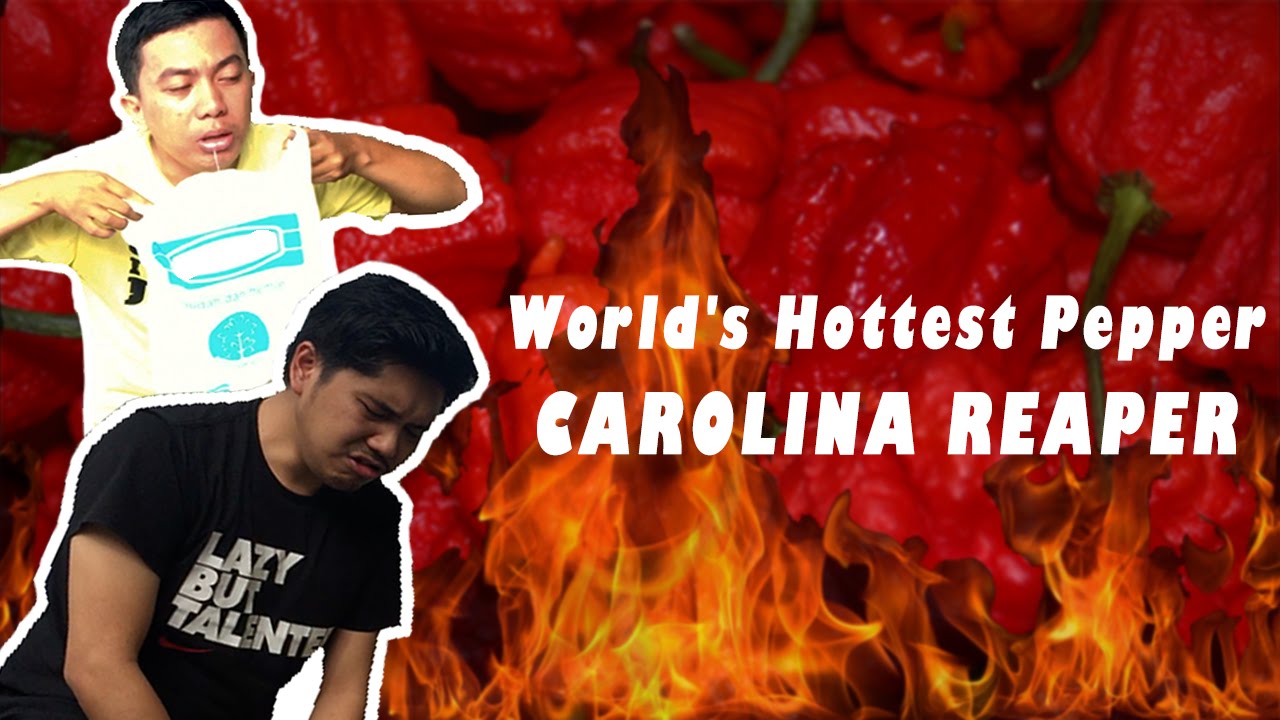 #3 [Extreme Challenge] World's Hottest Pepper CAROLINA REAPER (Gone ...