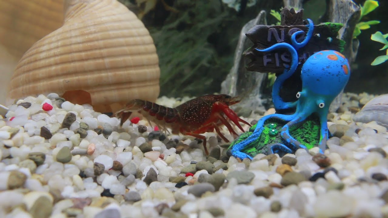 CRAWFISH as Pets The COOLEST UNUSUAL Pet ~What To Put in Aquarium Tank ...