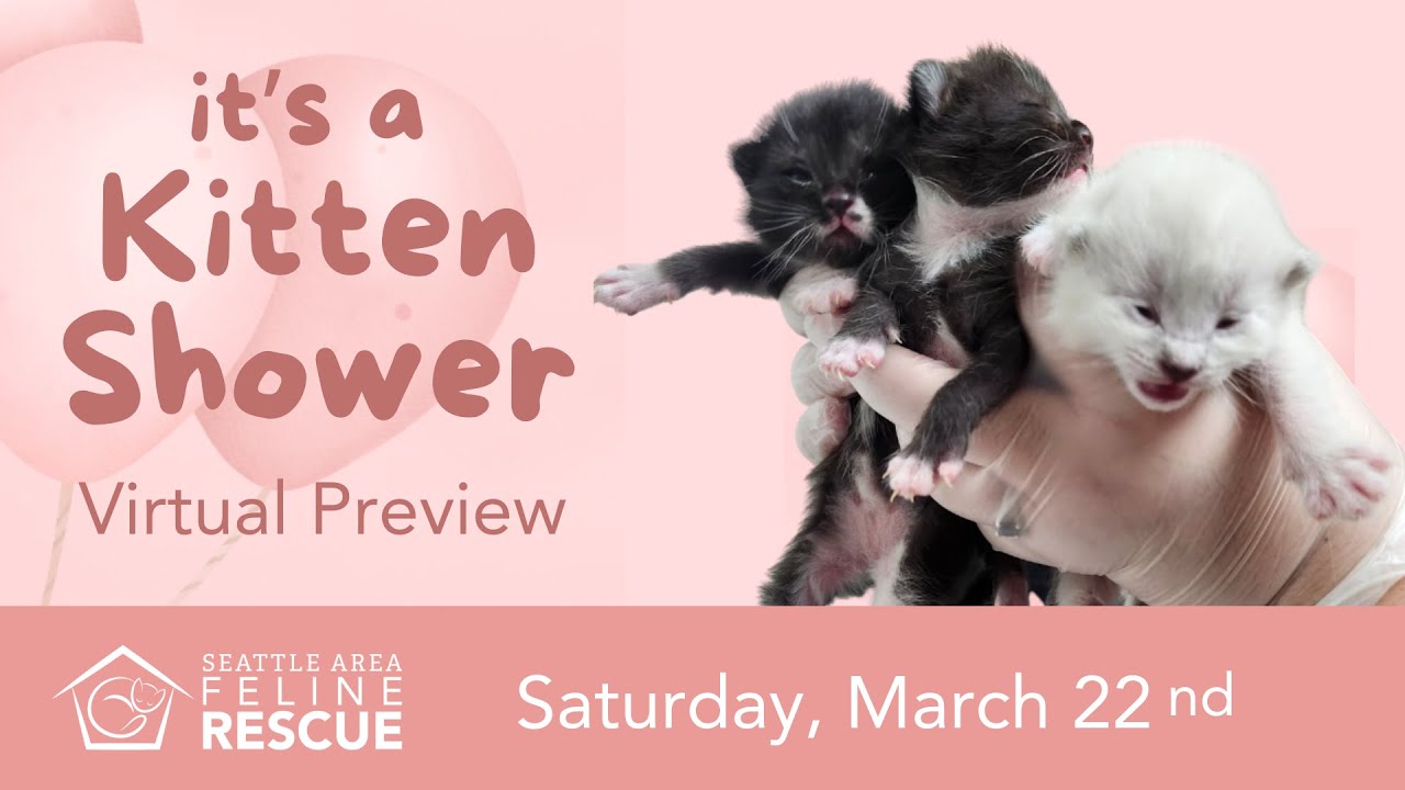 Virtual Kitten Shower Preview - YouTube