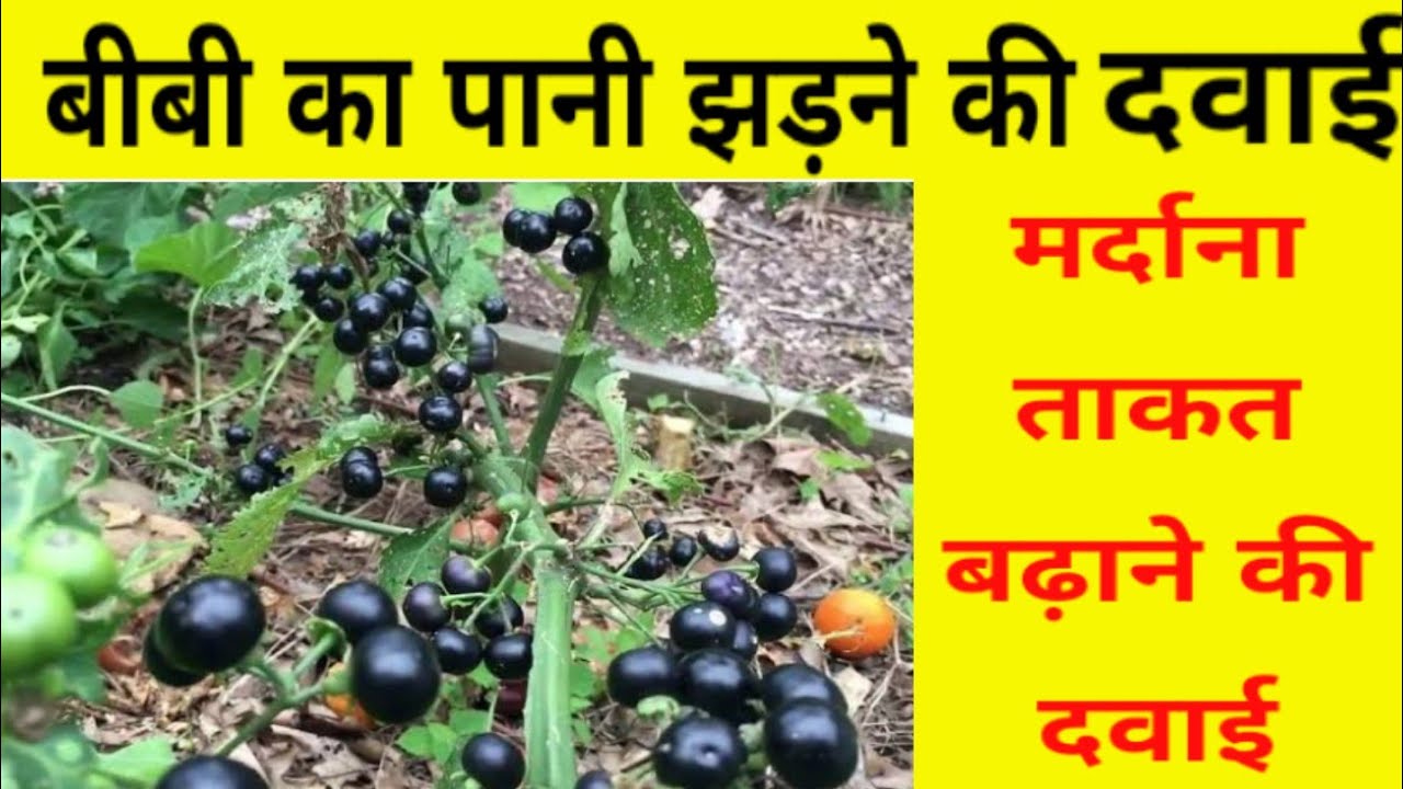 मकोय को पहचान लो और इसके औषधीय गुण को जान बहुत ही चमत्कारी फायदे। makoy ke fayde - YouTube