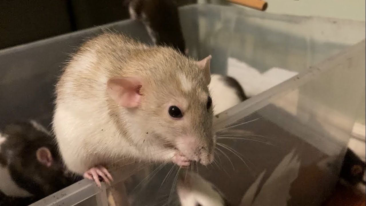 lots of rats doing lots of digging - YouTube