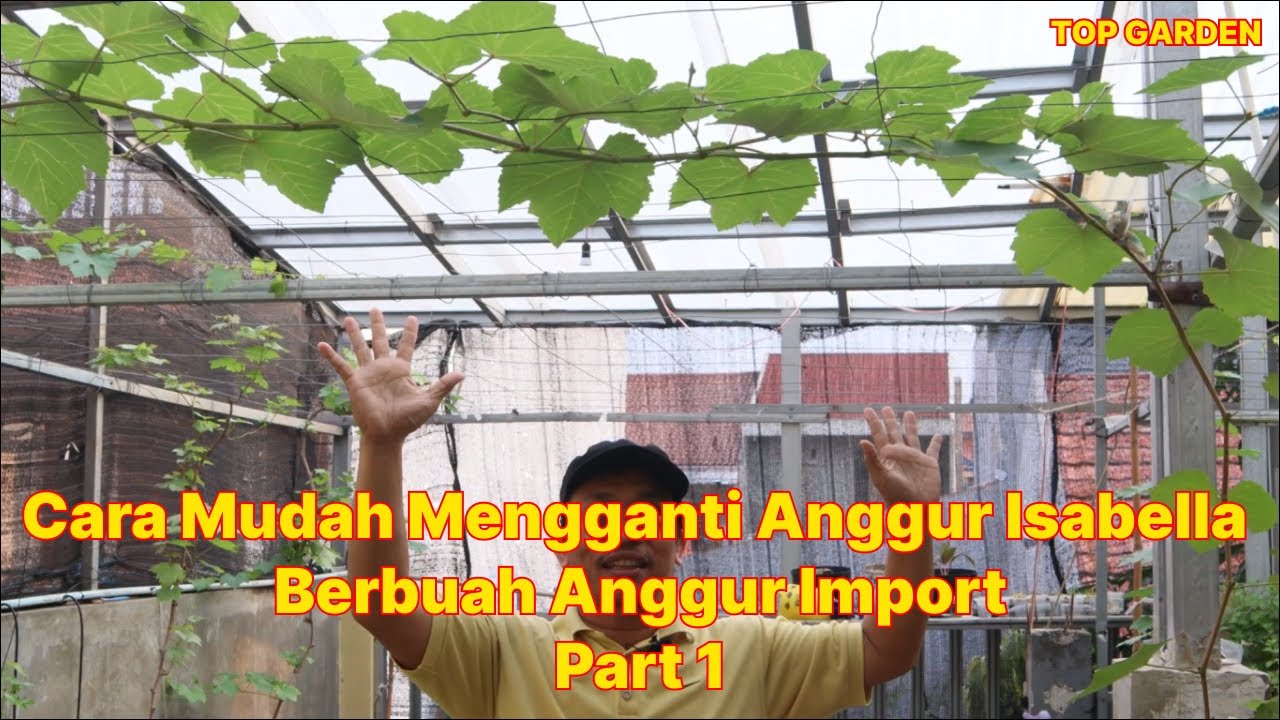 Cara Mudah Mengganti Anggur Isabella Berbuah Anggur Import Part 1 - YouTube
