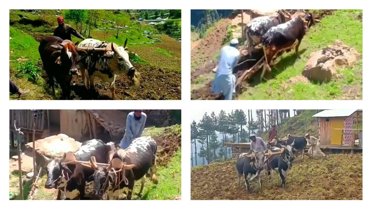 Ploughing Bulls | Ploughing field using bulls or Ox or Animal - YouTube