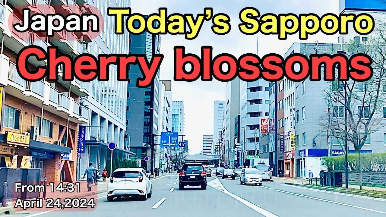 Today’s Sapporo.Cherry blossoms .From 14:31 on April 24,2024.Japan ...