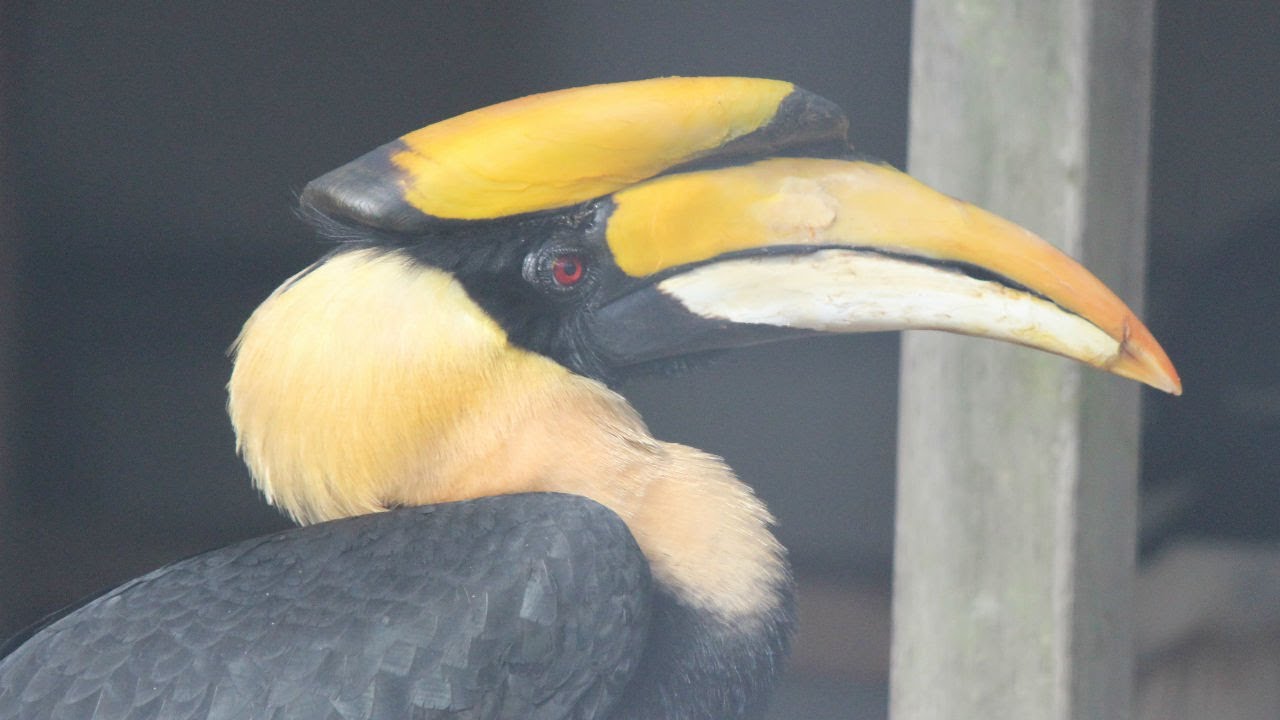 Dubbelhoornige Neushoornvogels koppel / Indian Great Hornbills Pair ...