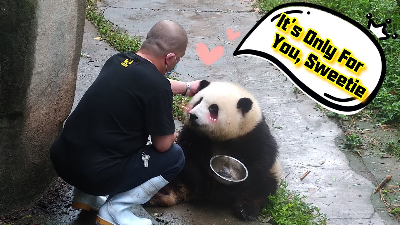 Nanny Secretly Feeding Panda He Hua Snacks | iPanda - YouTube