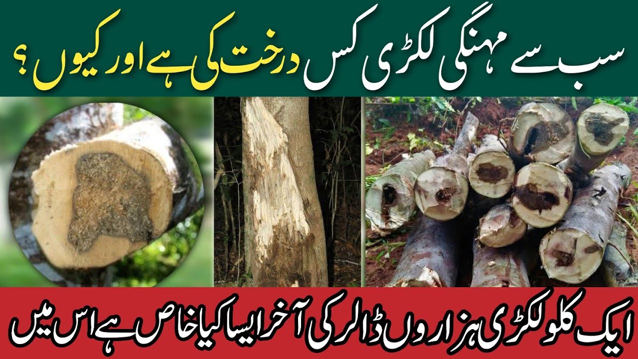 Why Agarwood Tree Expensive Most Expensive Wood Oud In The World why-agarwood-tree-expensive-most-expensive-wood-oud-in-the-world