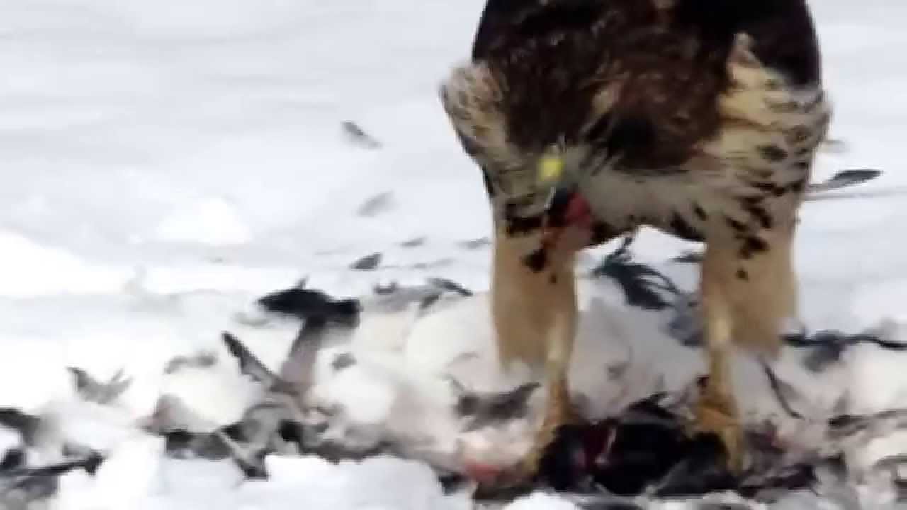 Predator - Red Tailed Hawk - YouTube