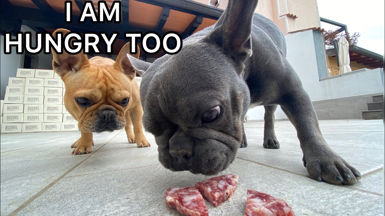 How Fast Can Two Frenchies Find HIDDEN Treats? - YouTube