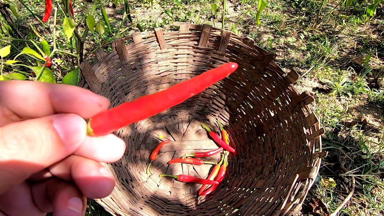 Red Chilli Harvesting || Himachal Pradesh, India - YouTube