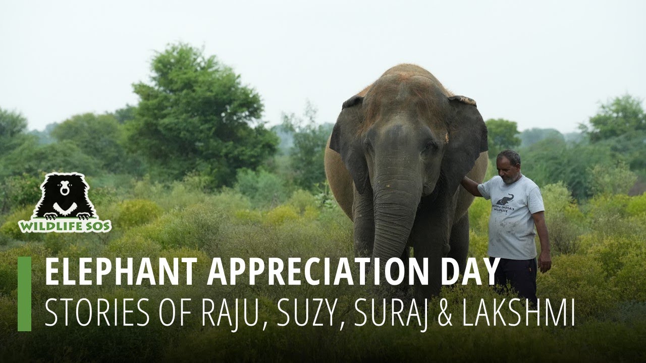 Elephant Appreciation Day: Stories Of Raju, Suzy, Suraj & Lakshmi - YouTube