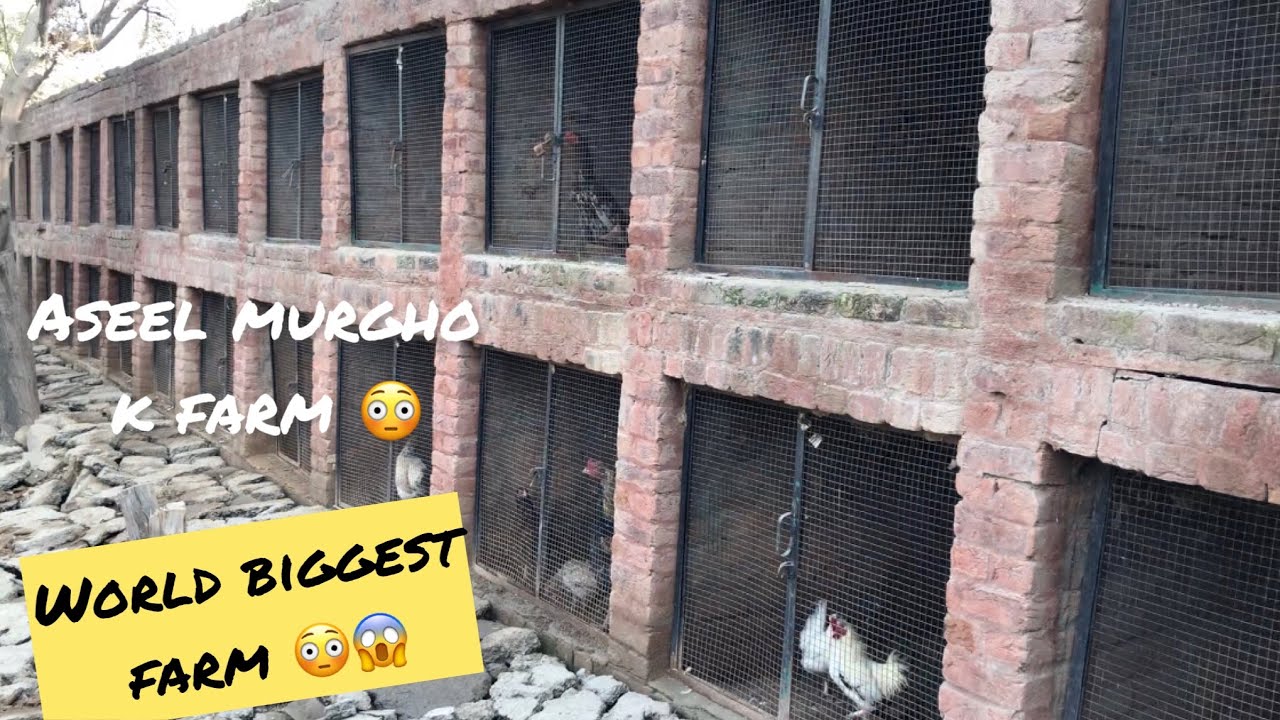 World biggest aseel hen farm 😳😱 | Duniya k sb sy bara farm aseel murgho ...