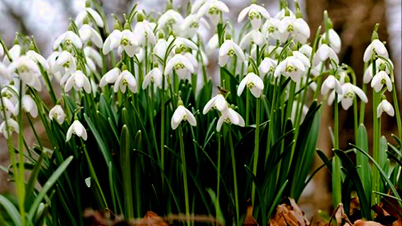 Valsul primăverii - YouTube