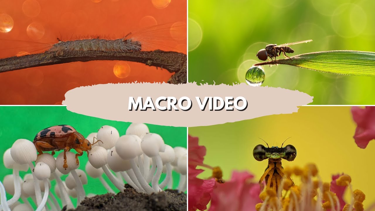 Macro Photography - YouTube