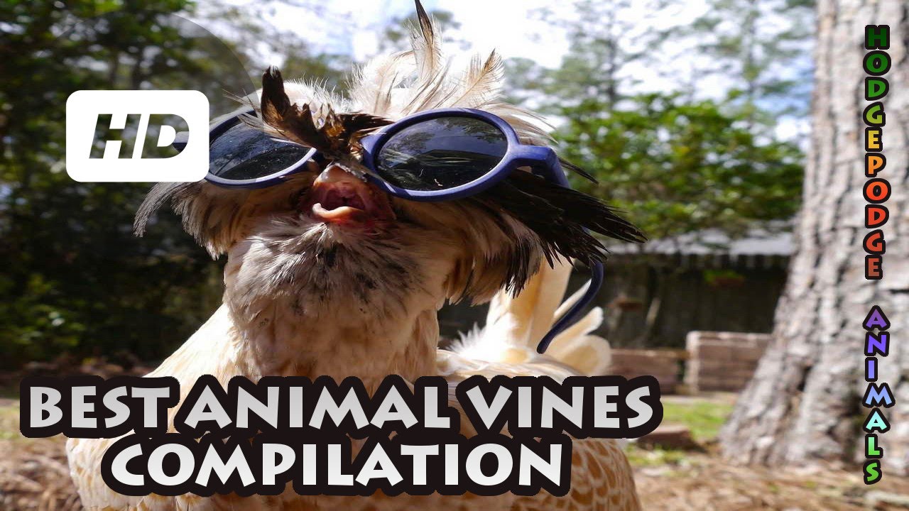 Best Animal Vines Compilation - YouTube