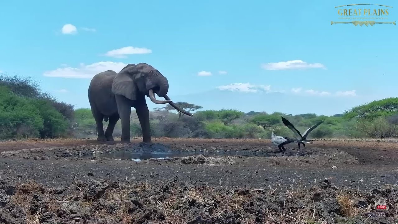Elephant "One Ton" with 2 Secretary Birds. Ol Donyo Kenya: Sep 14 2024 ...