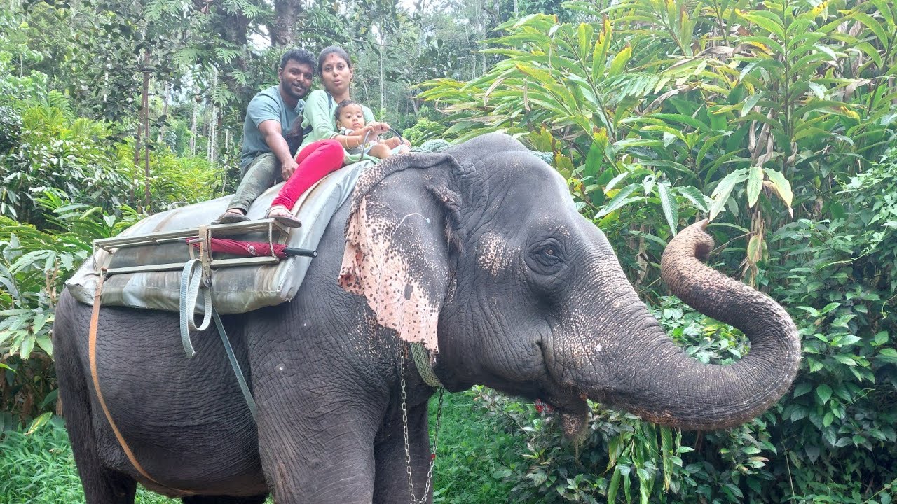 #vagamon travel in tamil #day1 #thekady elephant safari #yaanai savari ...