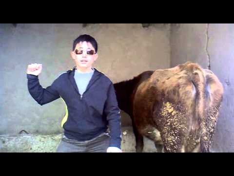 Psy Asil style.mp4