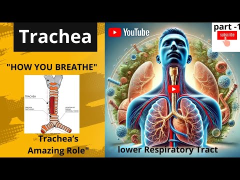 What's Hiding INSIDE Your Windpipe? - YouTube