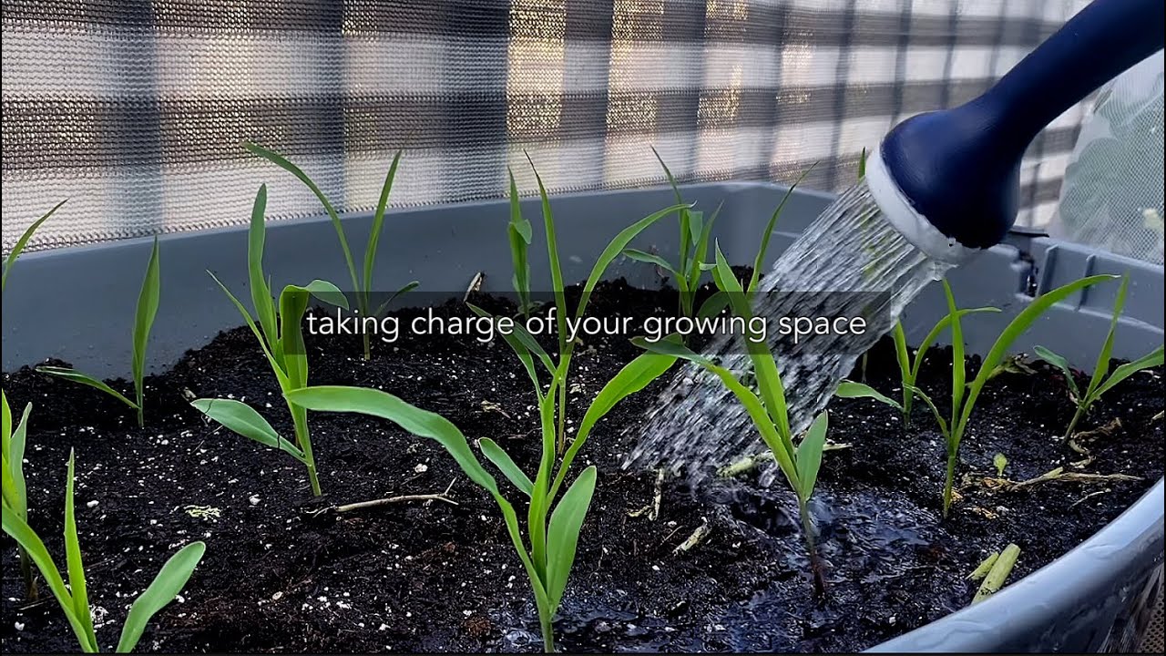 Seed to Harvest || Growing corn in Containers || Orchard Baby Sweet ...