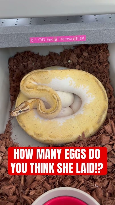 How many EGGS did our Ball Python LAY!? - YouTube