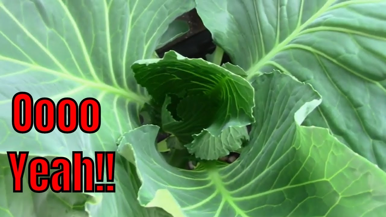 Kratky Method Hydroponics At It's Best - YouTube
