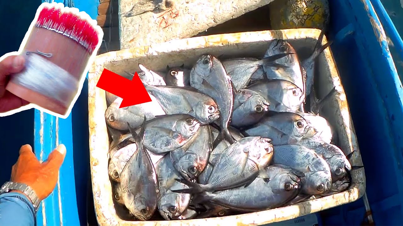 Catch a Lot of Fish! Pomfret Fishing Jackpot "Isdang Tabas" | Amazing ...