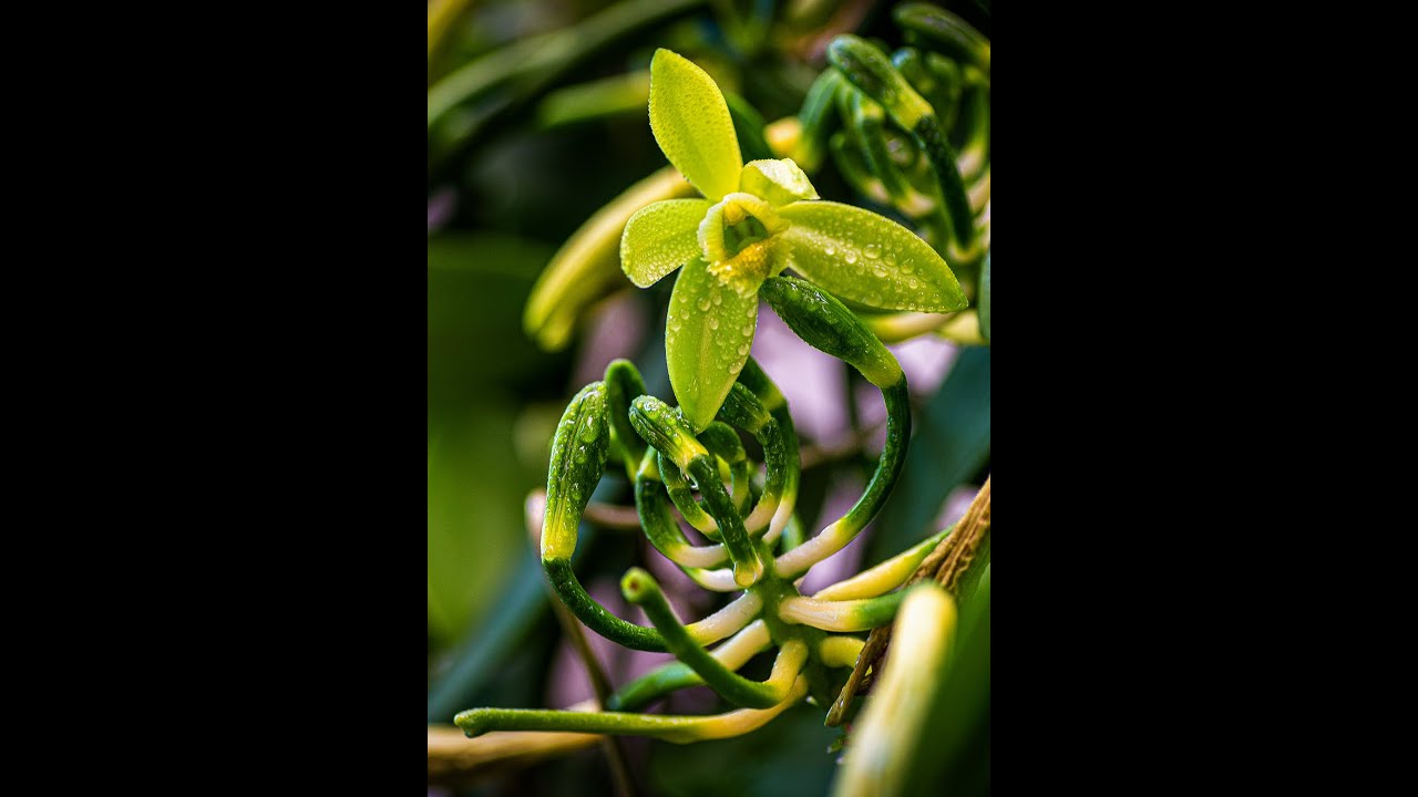 Kako oprašimo cvet vanilije? Vanilla orchid Hand pollination Ocean Orchids Flowers Slovenia ...