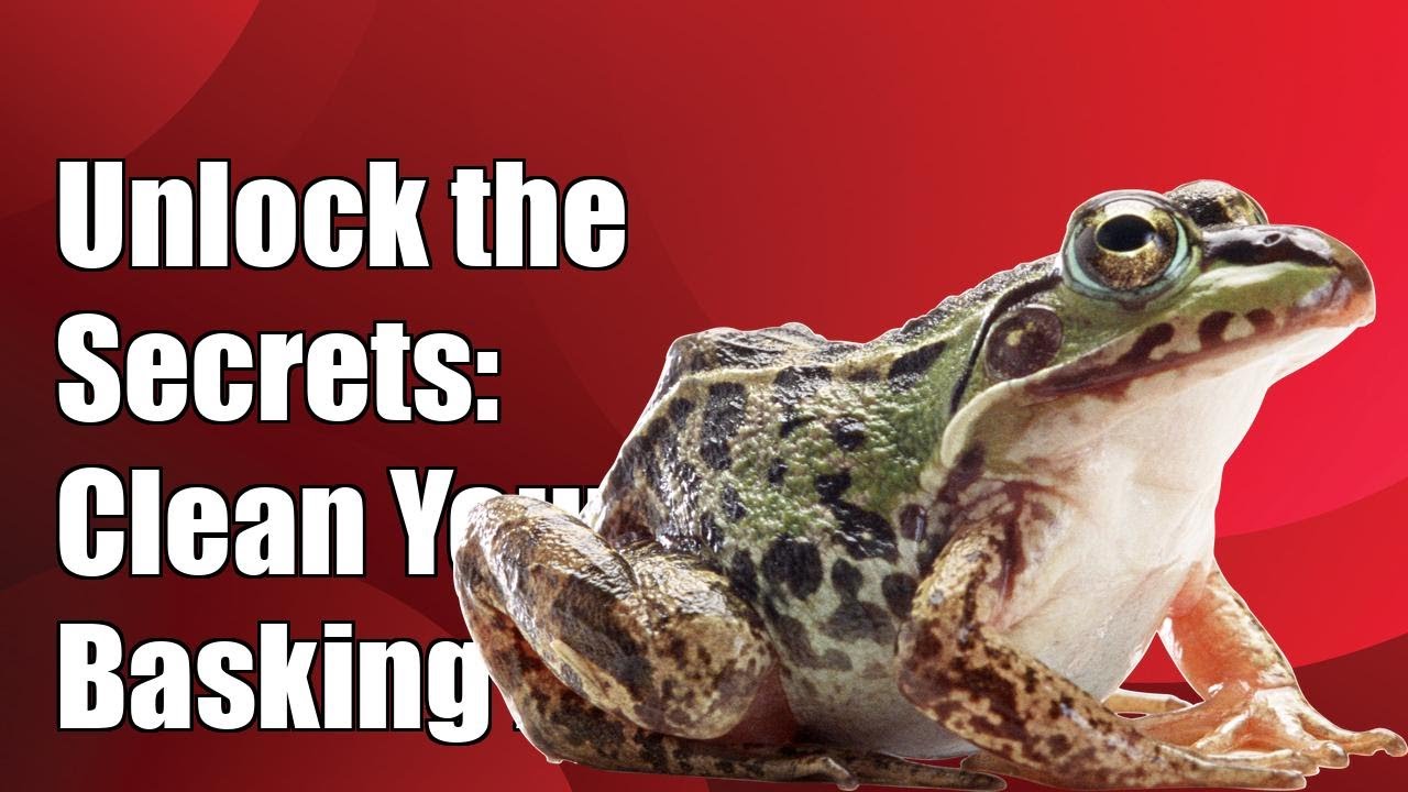 Unlock the Secrets: Clean Your Bullfrog's Basking Area Like a Pro ...