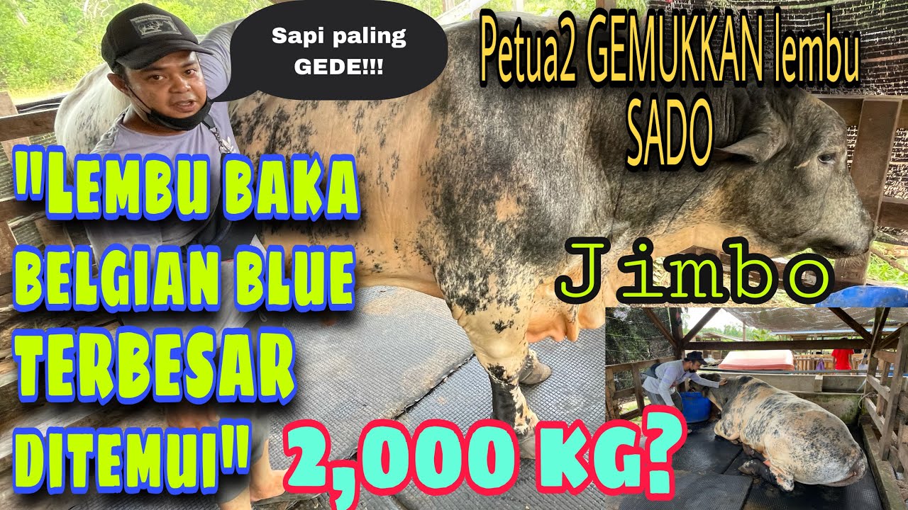 Lembu baka sado belgian blue paling BESAR “gede” ditemui !! - YouTube