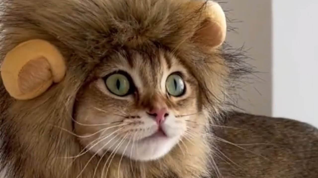 Billa no.2 ll Billa bana sher ll cat lover ll. #viralvideo - YouTube